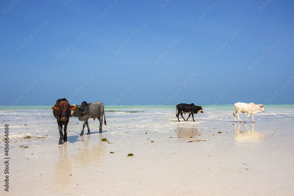 Herd of cows walking on tropical beach. Colorful cows on Zanzibar coast ...