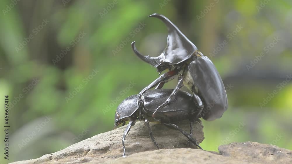 Rhinoceros beetle, Rhino beetle , Fighting beetle Mating of males and ...