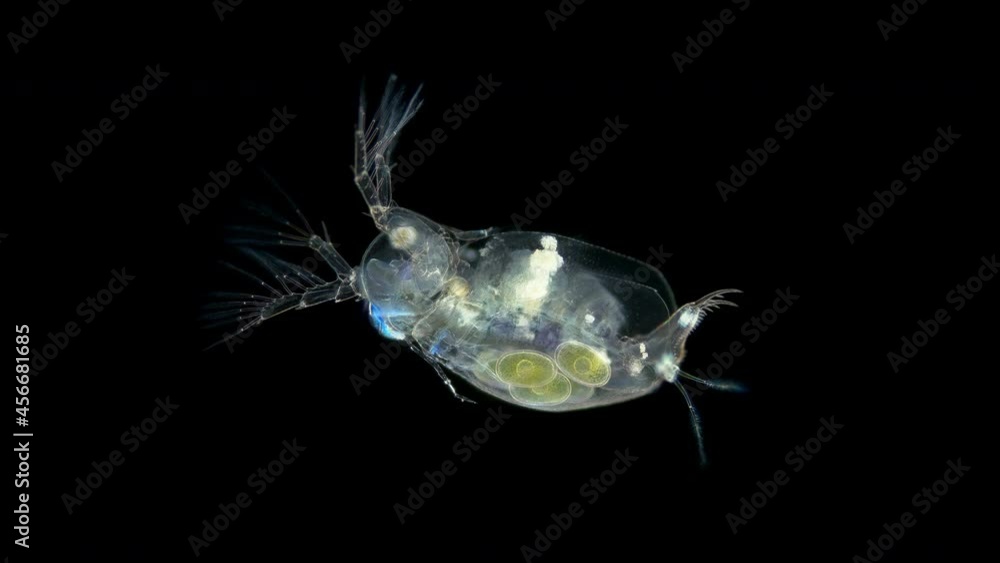Crustacea Sida crystallina under microscope, Sididae Family ...