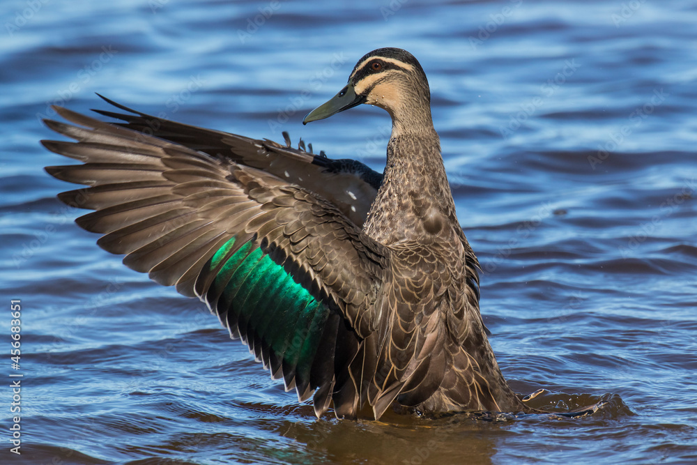 Pacific Black Duck in water with wings up and shimmery metallic green ...