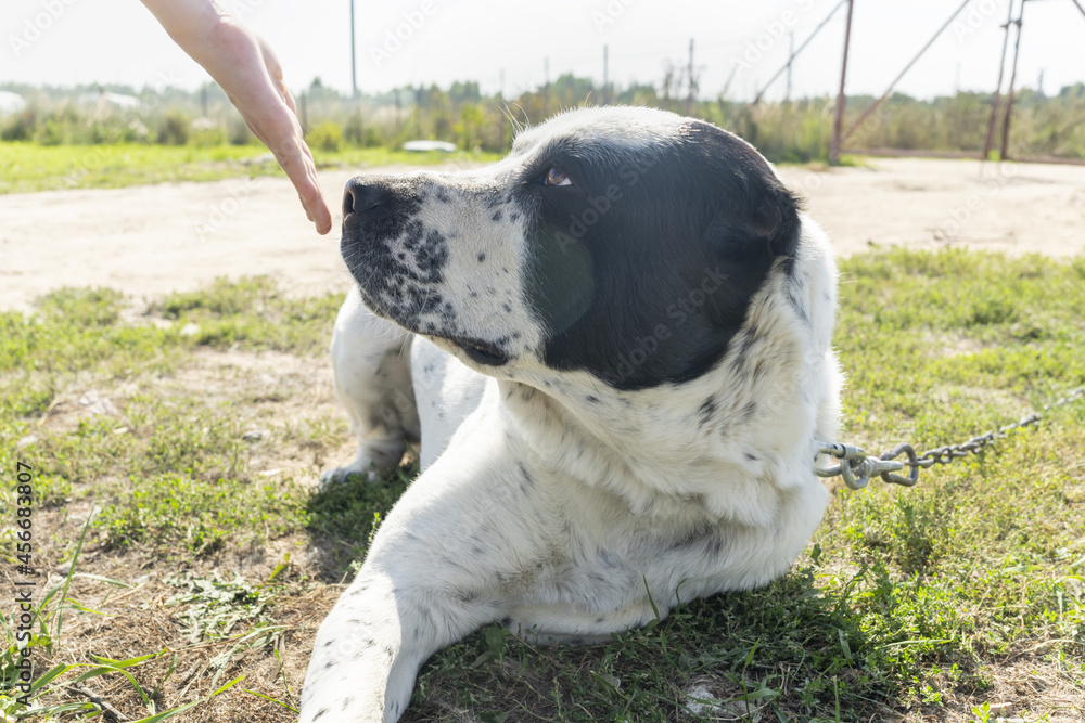 guardian dog of Alabai breed of white and black colors on chain with ...