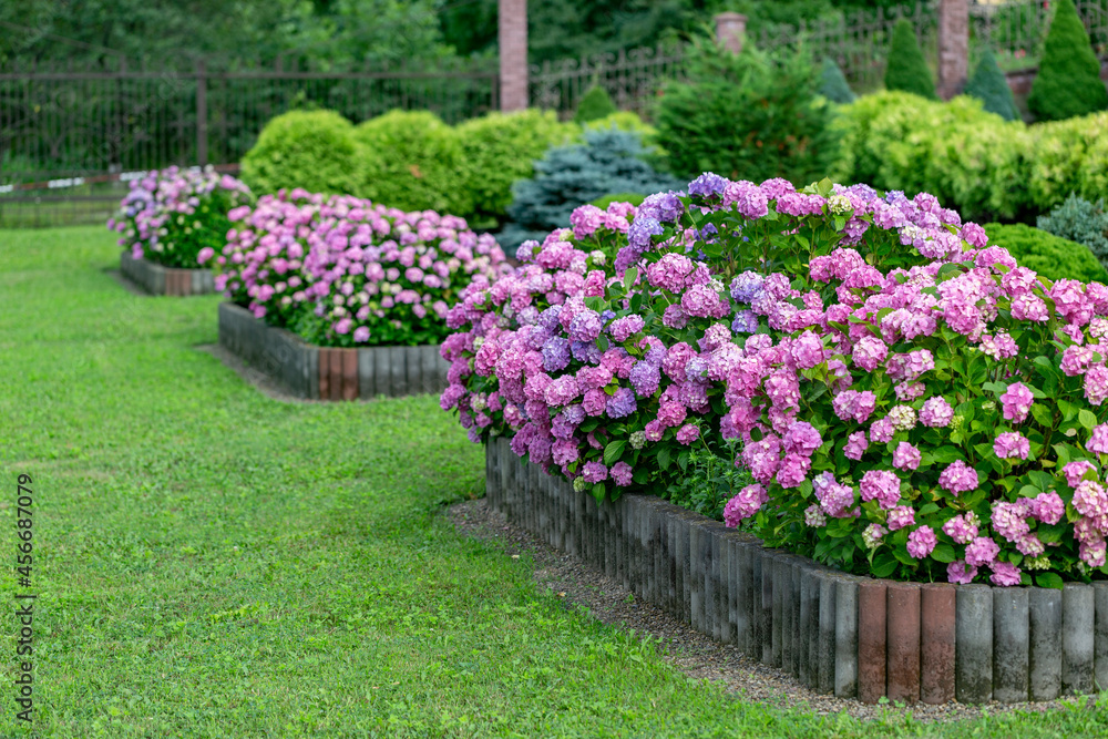 Hydrangea flower (Hydrangea macrophylla) in a garden. Landscaping using ...