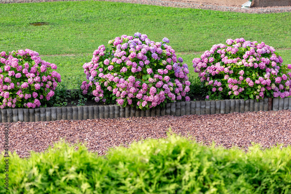 Hydrangea flower (Hydrangea macrophylla) in a garden. Landscaping using ...
