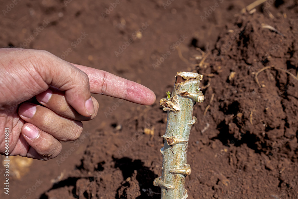cassava stalk and hand are pointing, tapioca plantation in farmland ...