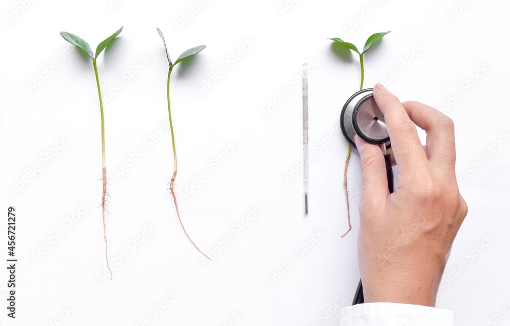 Doctor’s hand holding stethoscope and three plant sprouts. Concept of ...