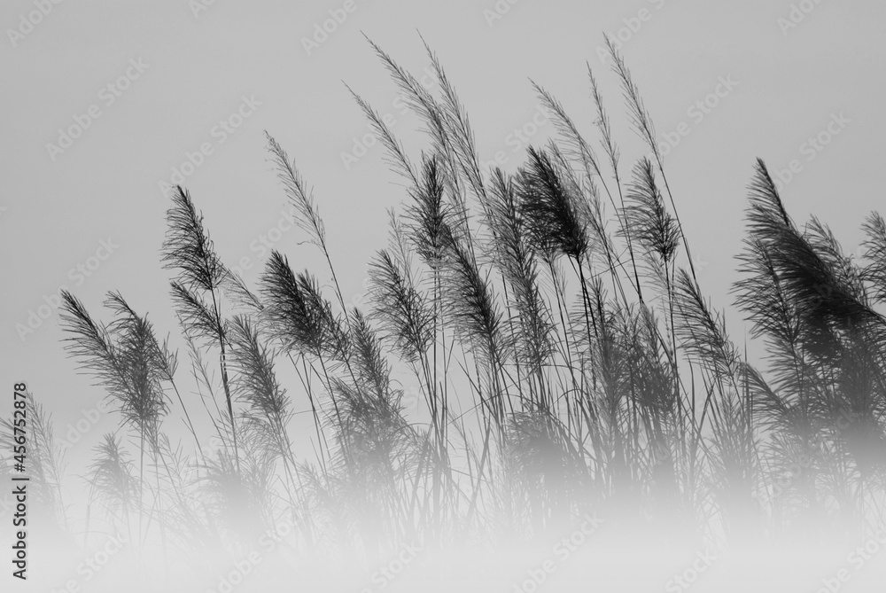 The Quiet Nature Drawing