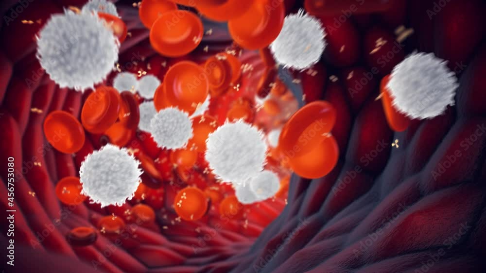Animation of white blood cells (Leukocytes) and red blood cells ...