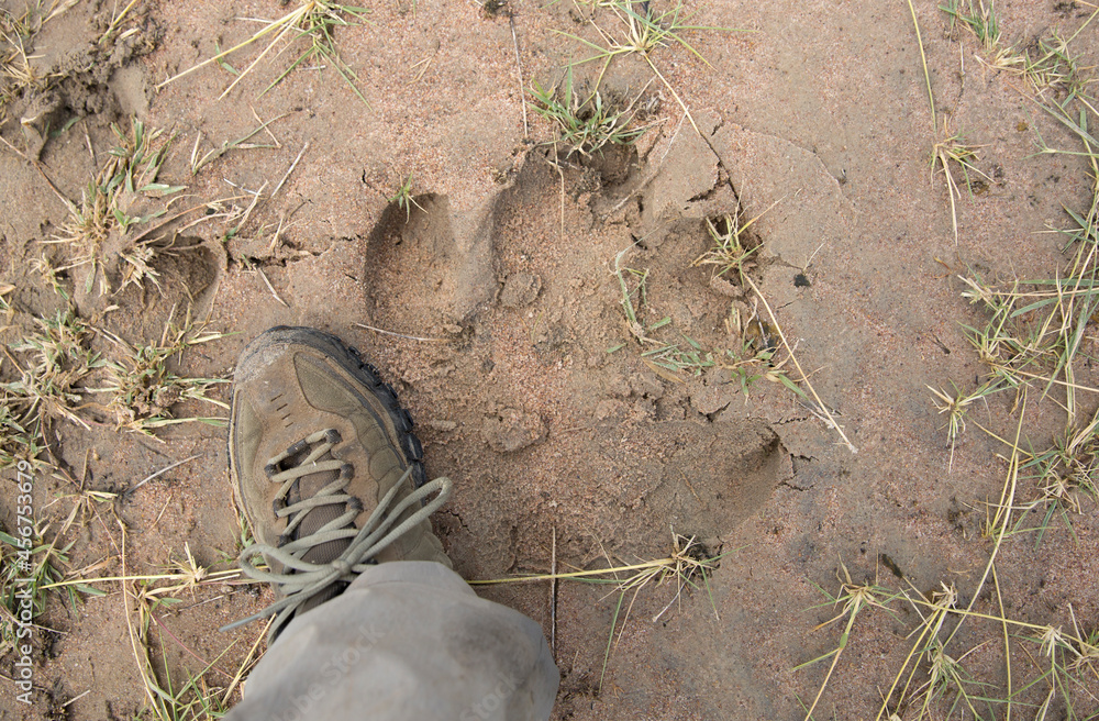 Wild hippopotamus footprint spoor compared to human foot Stock Photo ...