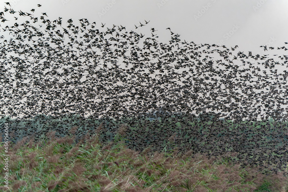 Beautiful large flock of starlings. A flock of starlings birds at ...