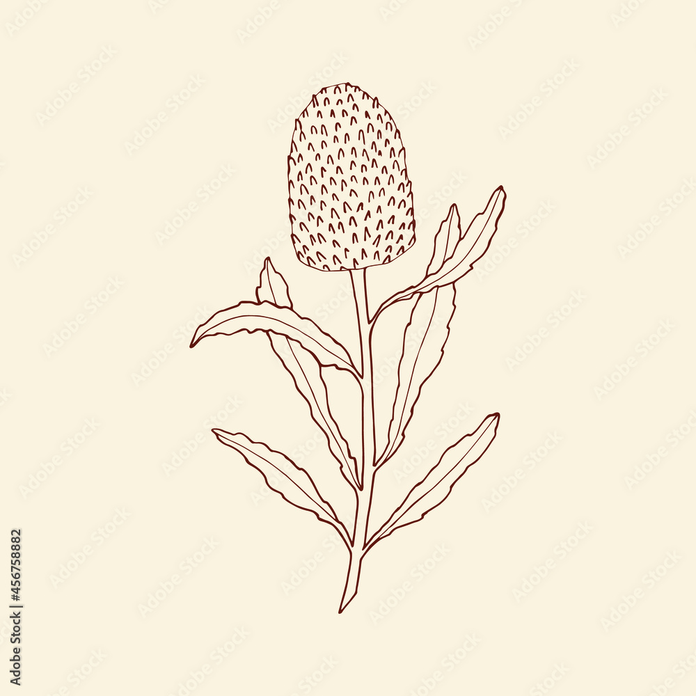 Hand drawn banksia illustration. Sketch Australian native flower. Stock ...