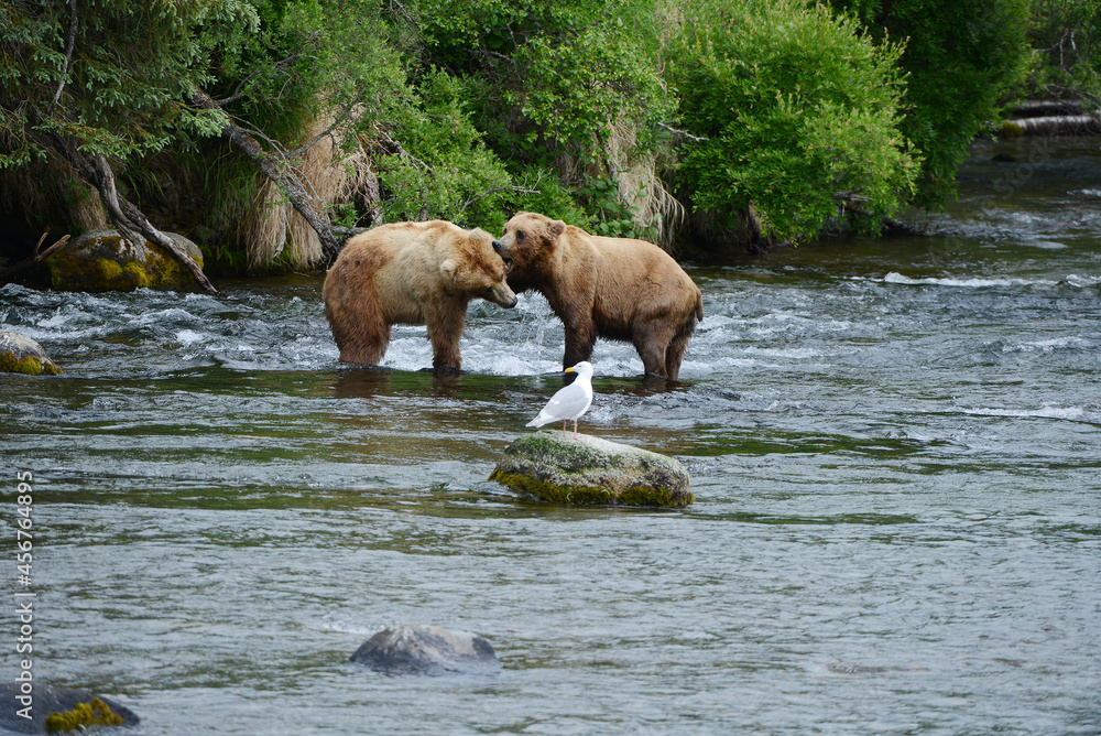 grizzly bear fight Stock Photo | Adobe Stock