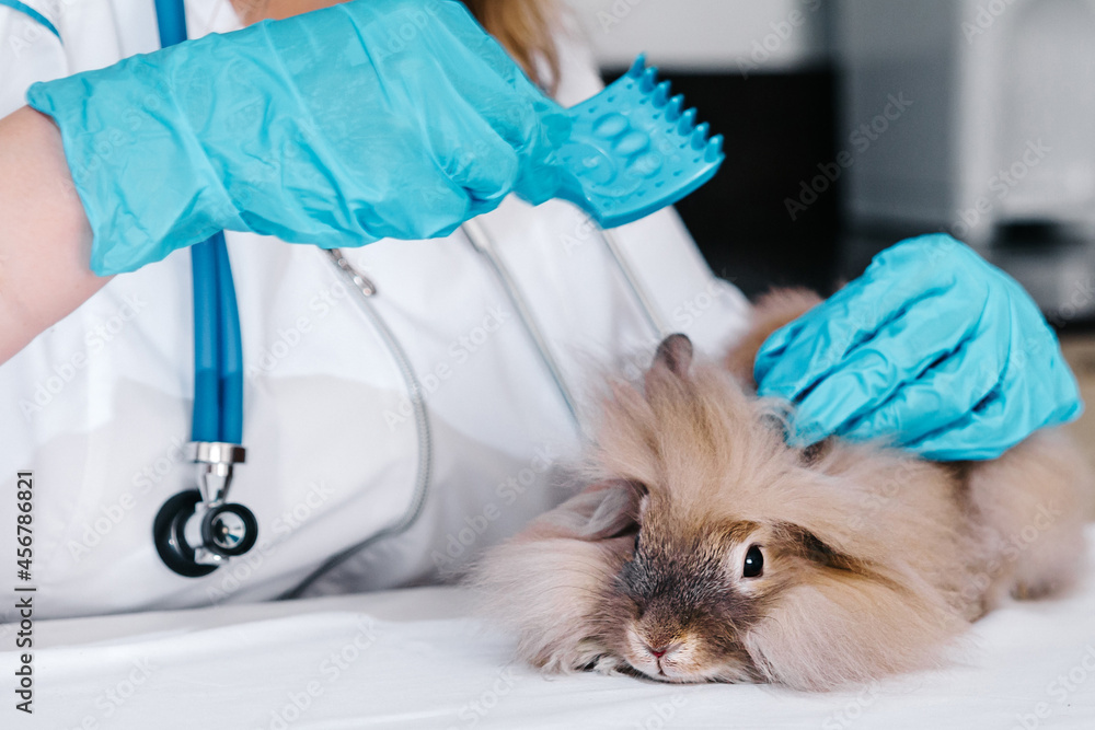 Animal doctor a female veterinarian in blue gloves combs the peach ...