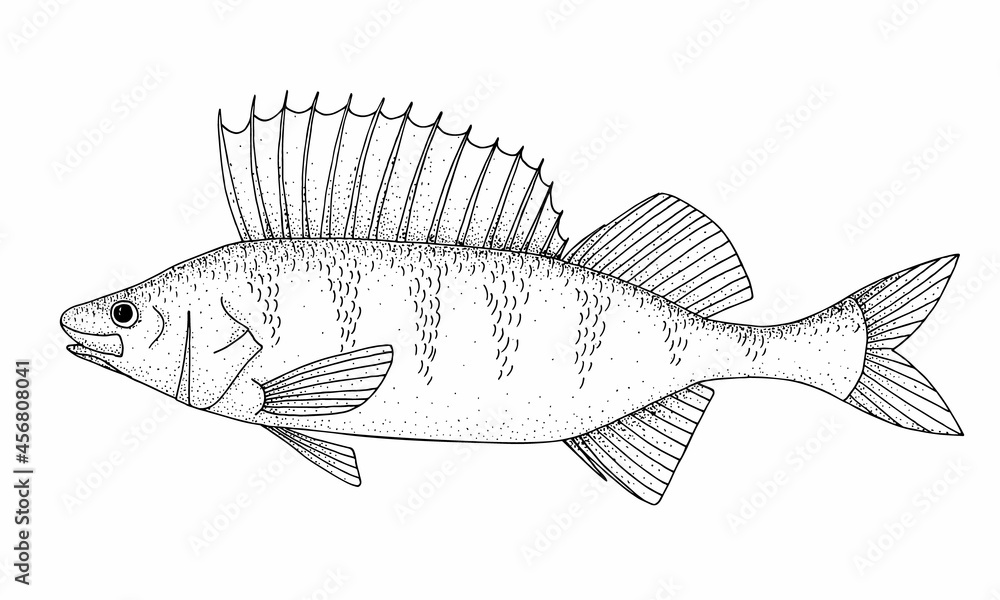 Perch. Hand drawn realistic black outline illustration. Stock Vector ...