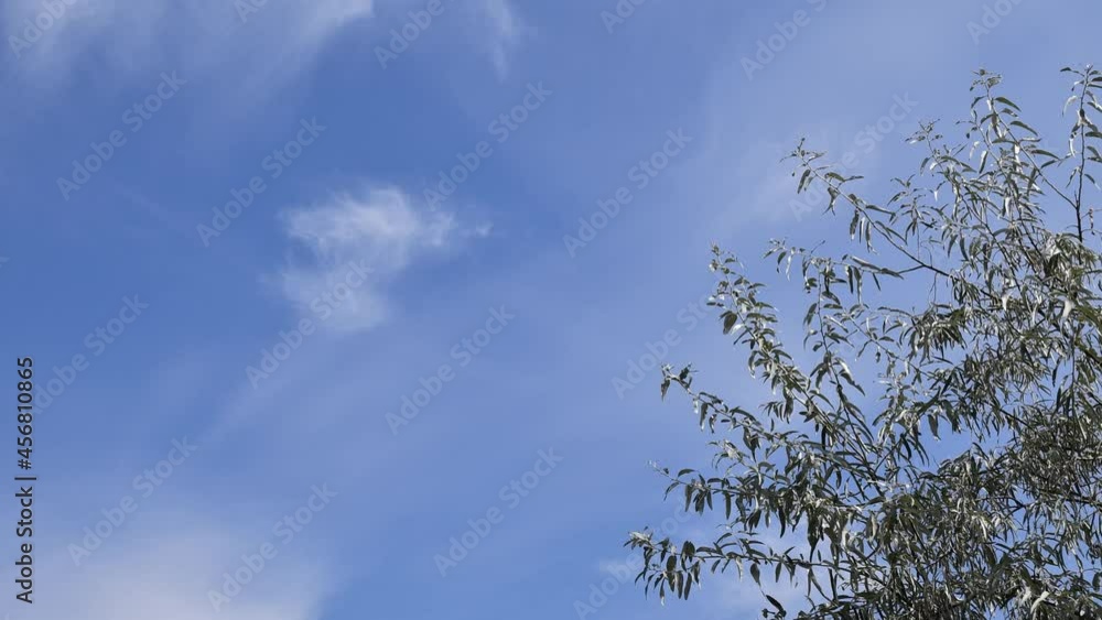 Time lapse white clouds formation in clear blue sky and branches of ...