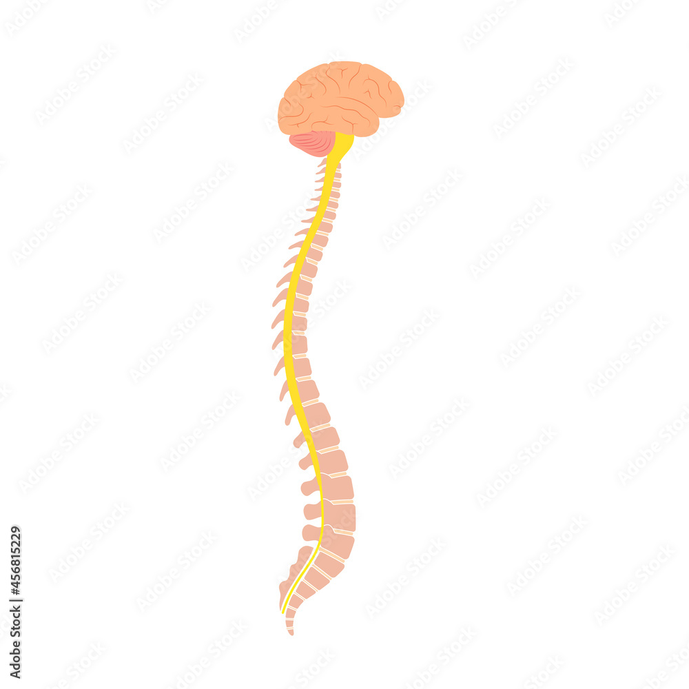 Spinal cord anatomy Stock Vector | Adobe Stock