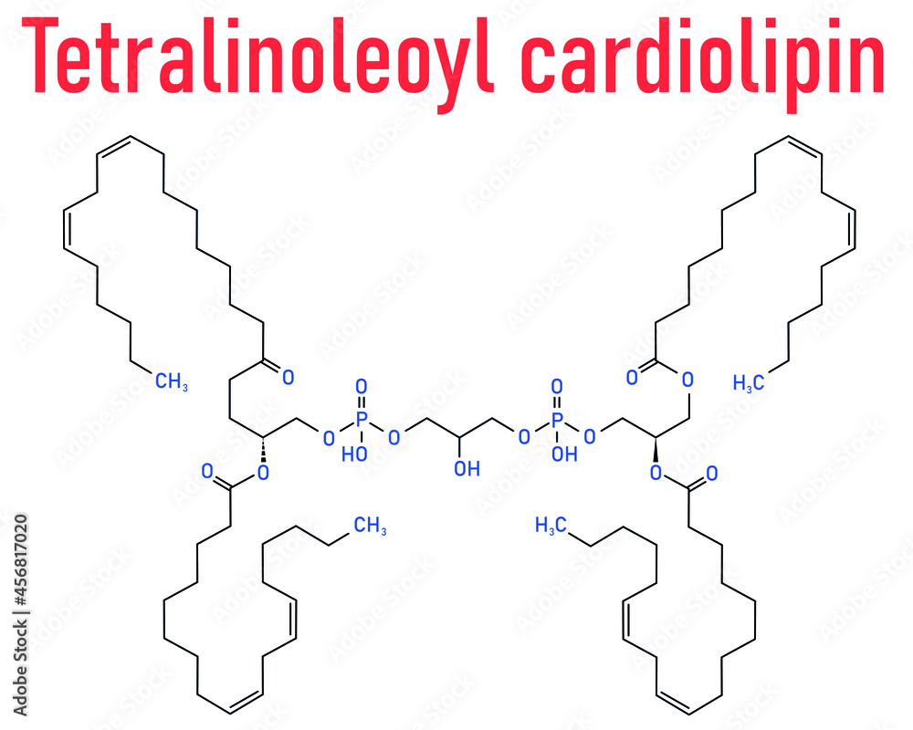 Cardiolipin (tetralinoleoyl cardiolipin) molecule. Important component ...