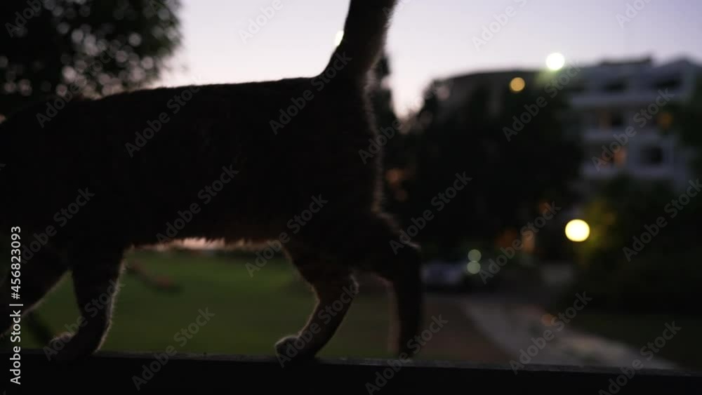 Vidéo Stock Silhouette of cat walking away leaving in slow motion with ...