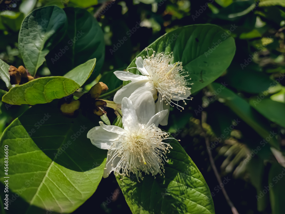 Guava is a common tropical fruit cultivated in many tropical and ...