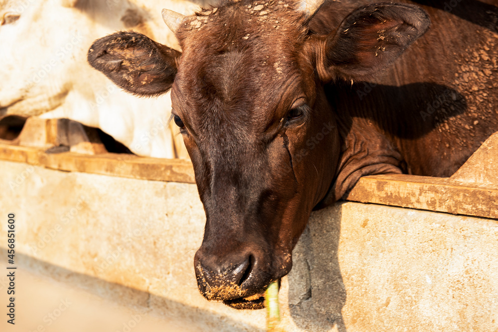 Wagyu – Japanese shorthorn Portrait of a Wagyu cow with sad tears, a ...