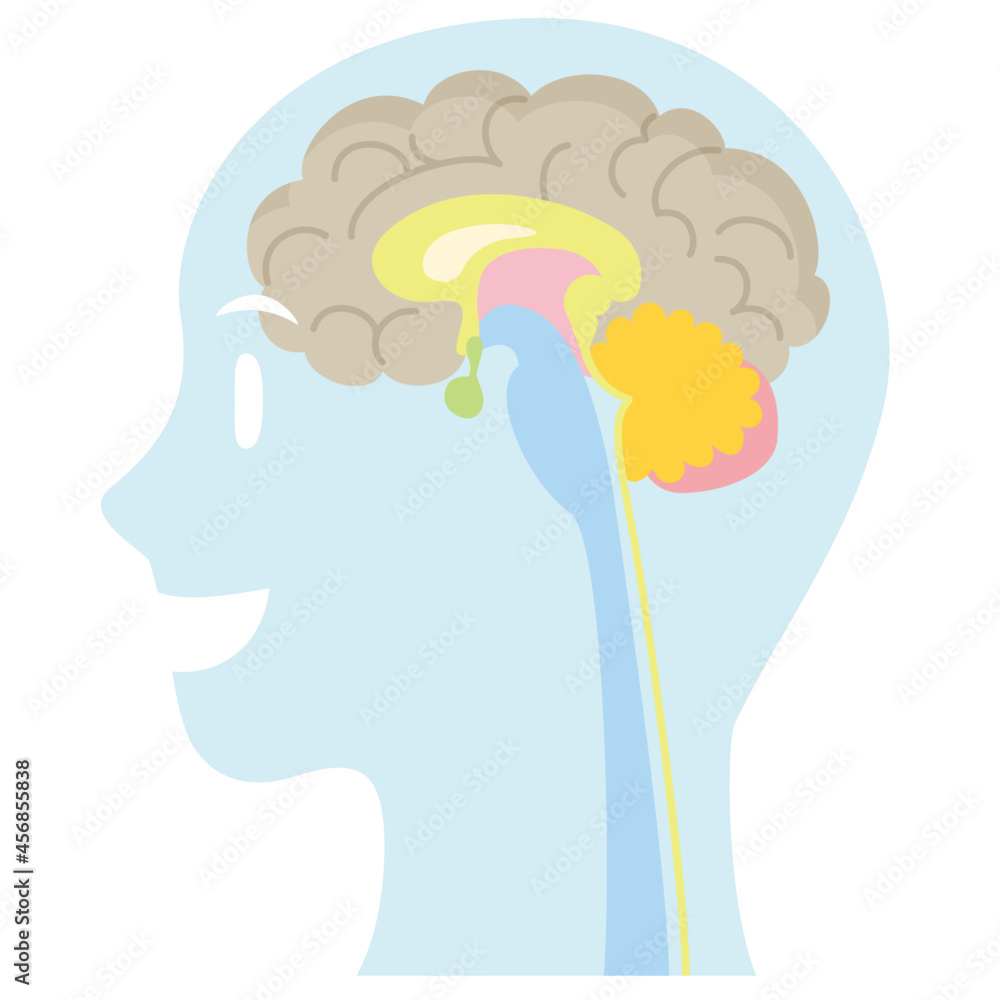 Cartoon style human anatomy. Brain organs in head silhouette on white ...