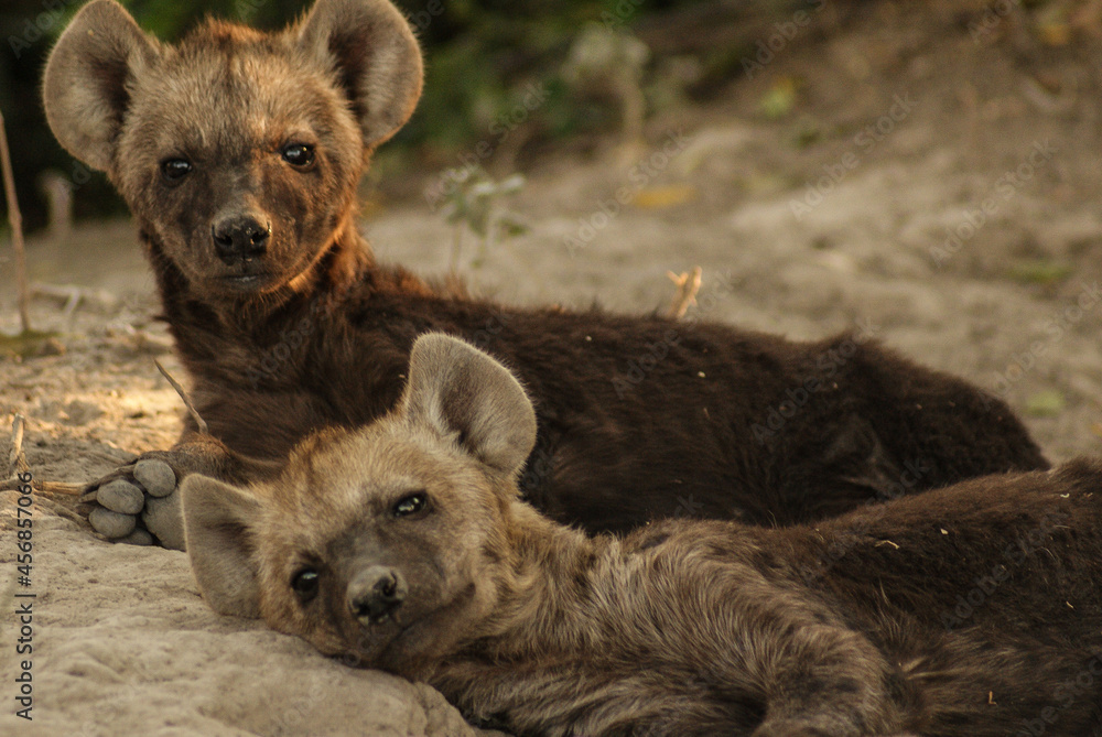 hyena babies Stock Photo | Adobe Stock
