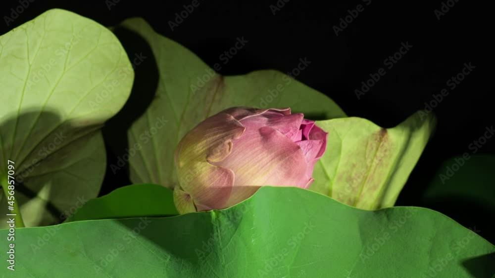 Lotus flower blossom top view exposing seed pods. Chaotic leaf growth ...