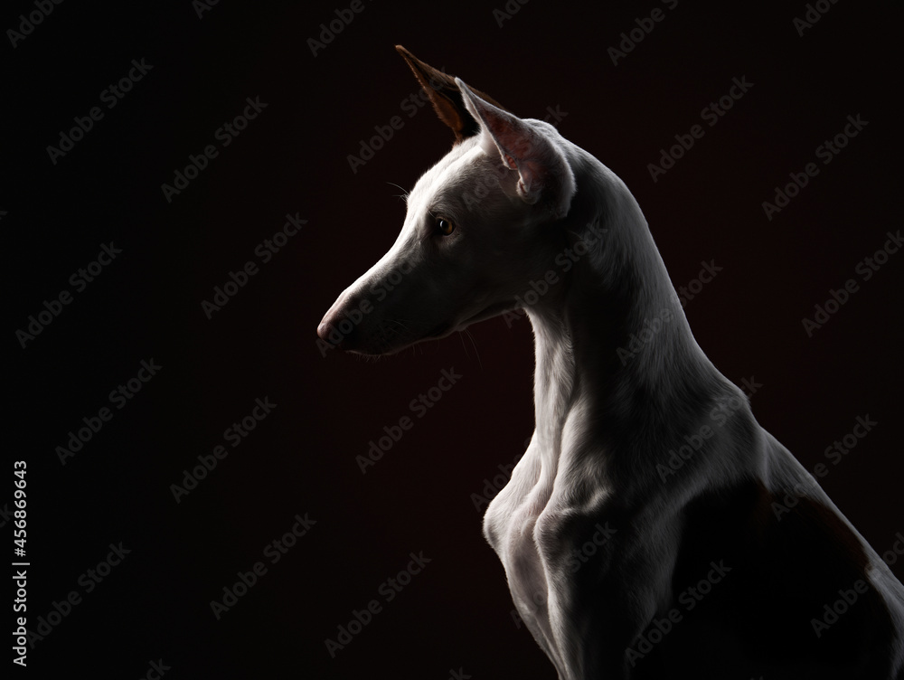 silhouette dog on a dark background in the studio. Slim spanish ...