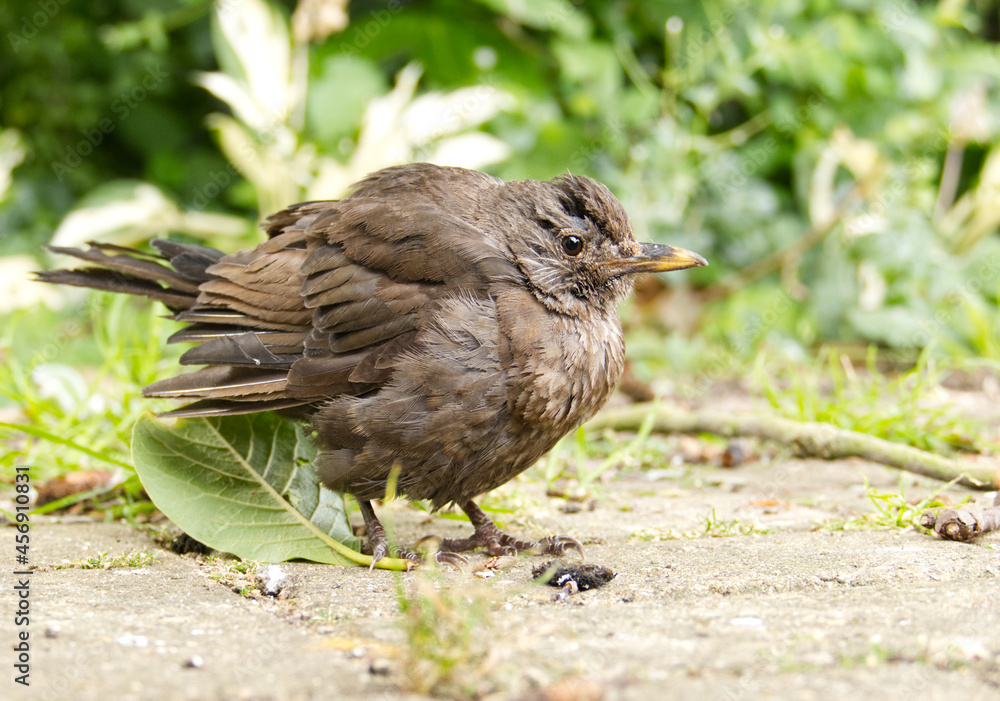 A juvenile blackbird suffering from suspected trichomoniasis (or canker ...