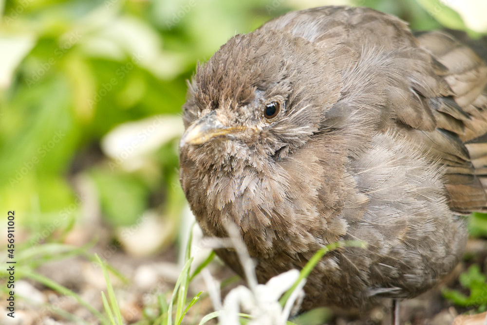 Foto de A juvenile blackbird suffering from suspected trichomoniasis ...