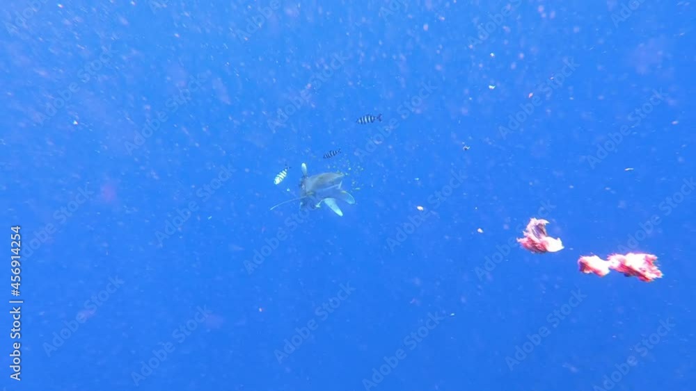 Shark longimanus, oceanic white tip shark, wounded by plastic fishing ...