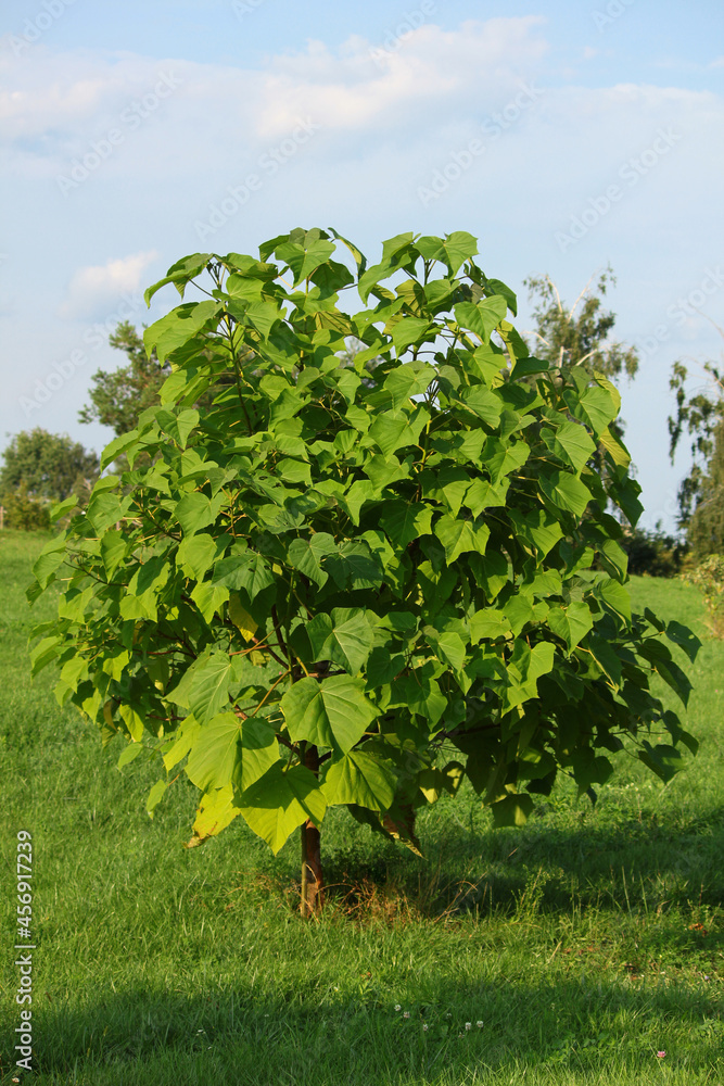 Paulownia tomentosa growing in the garden 素材庫相片 | Adobe Stock