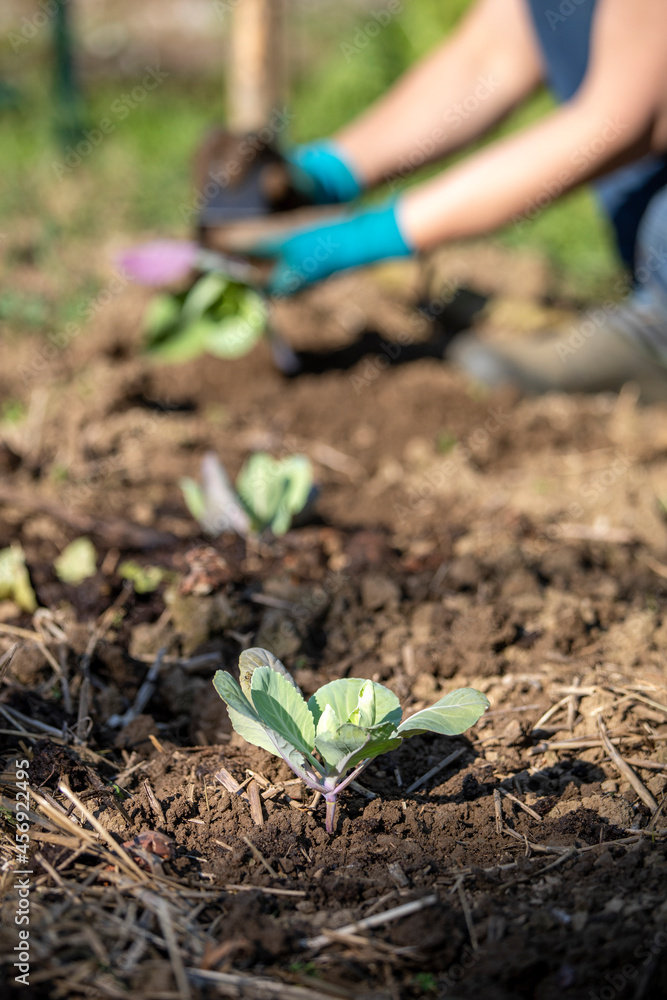 Jardinier dans son jardin potager en train de planter des choux dans la ...