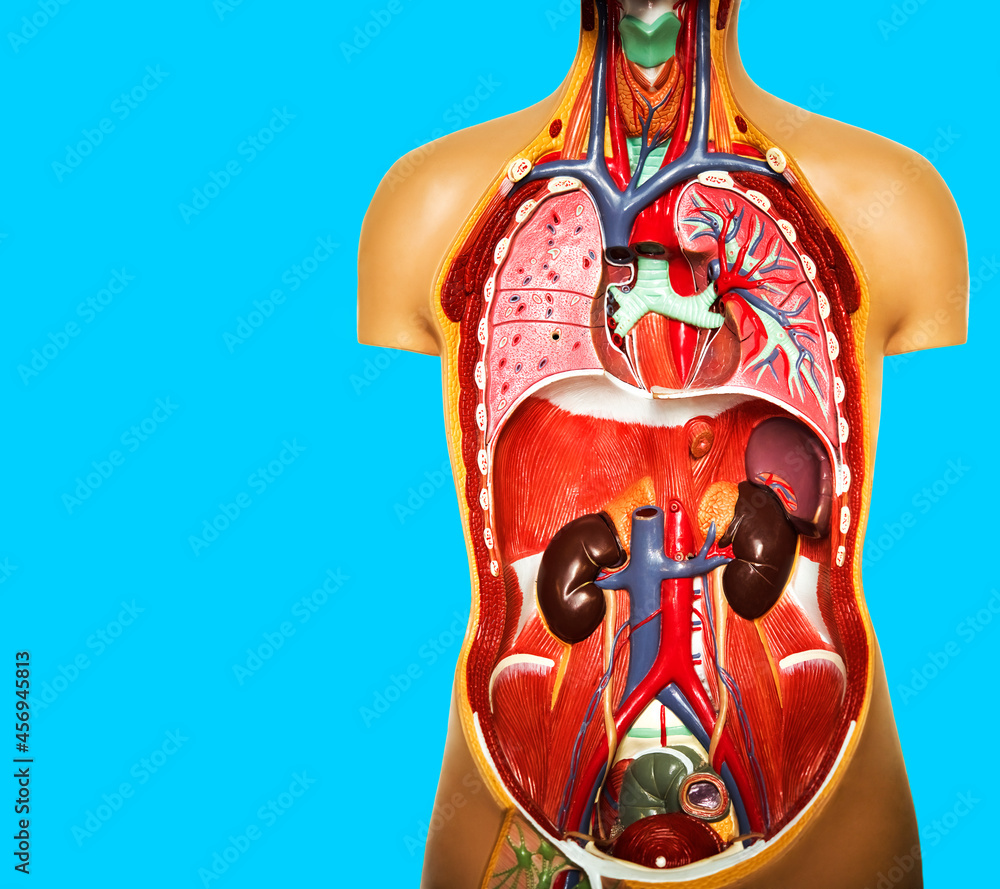 Scientific medical of human body anatomy. Section view of a human body ...