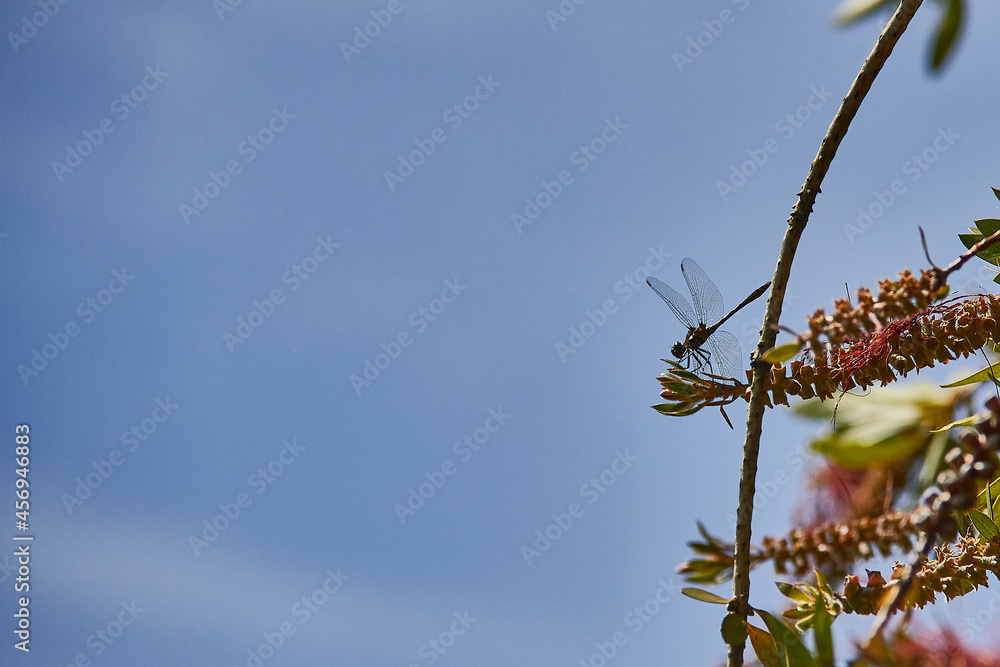 Foto Stock Dragonfly perched on the branch of a Callistemon citrinus ...