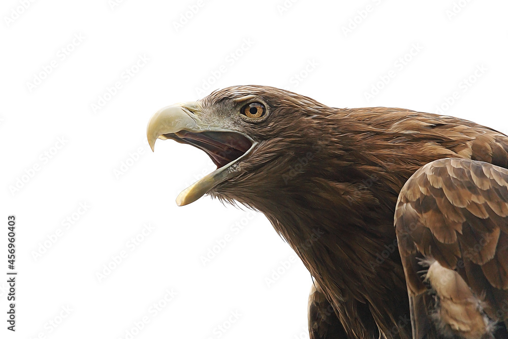 eagle with open beak isolated on white background. predatory bird Stock ...