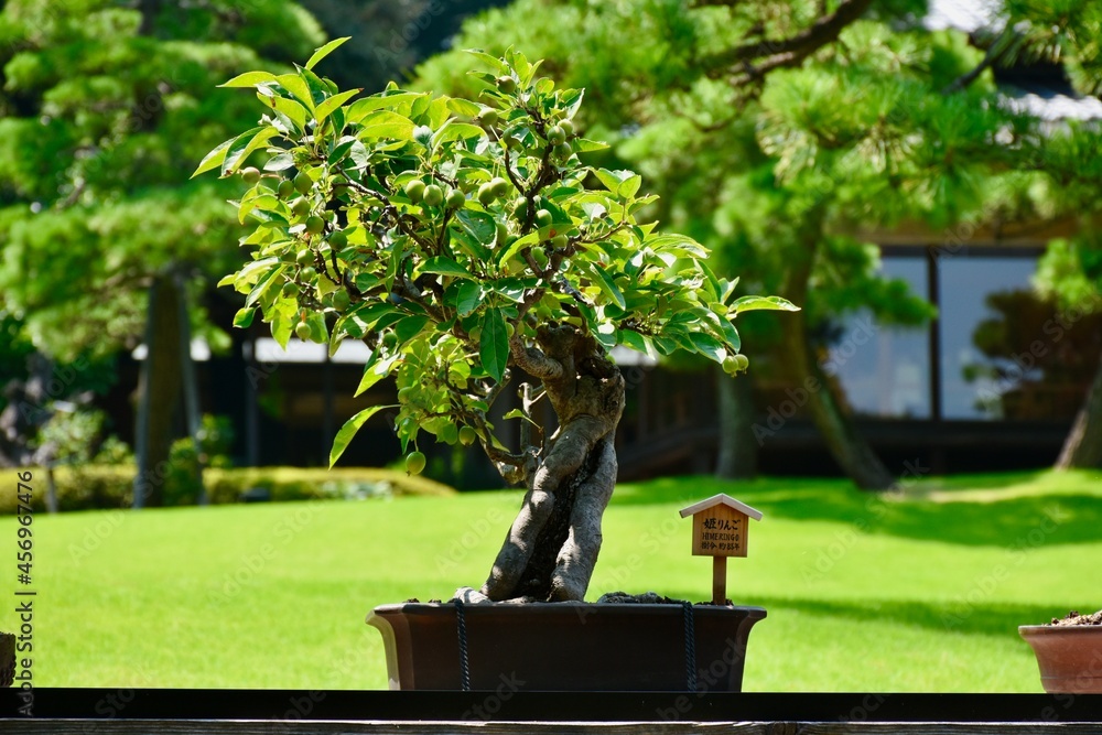 A traditional bonsai art of Japanese tree tending in a traditional ...
