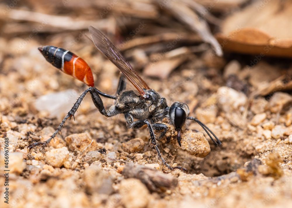 Prionyx kirbii is a genus of wasps in the family Sphecidae, digging a ...