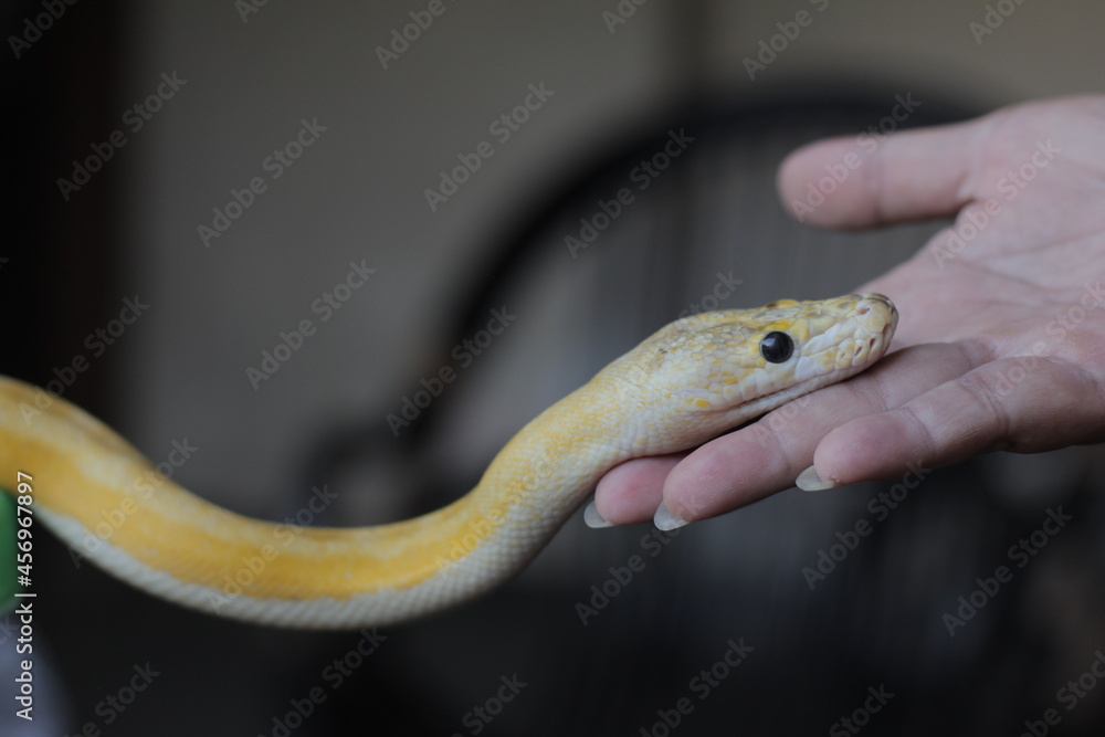reticulated python purple are arguably some of the most beautiful ...