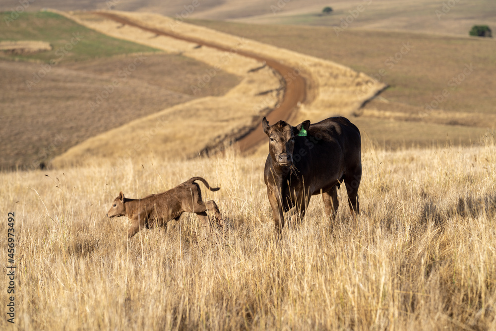 Close up of beef cows and calfs grazing on grass in Australia. Eating ...