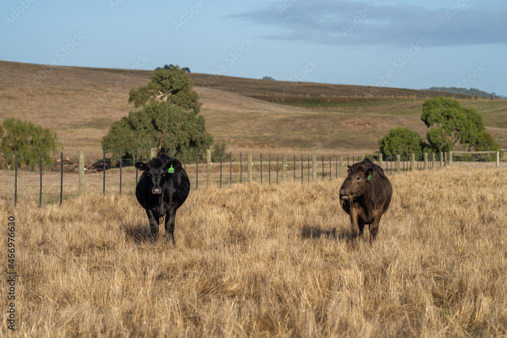 Close up of beef cows and calfs grazing on grass in Australia. Eating ...