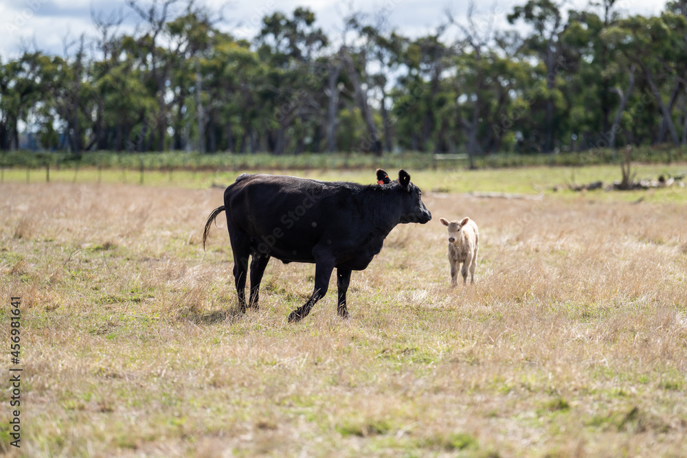 Close up of beef cows and calfs grazing on grass in Australia. Eating ...