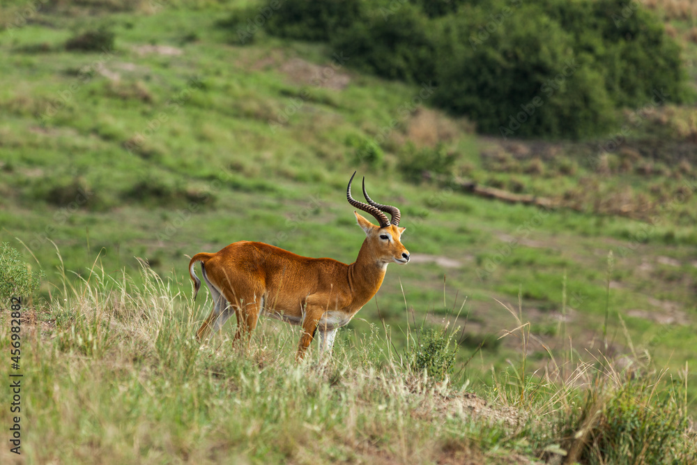 Ugandan kob in African savanna. Queen Elizabeth National Park, Uganda ... Ugandan kob in African savanna. Queen Elizabeth National Park, Uganda ...