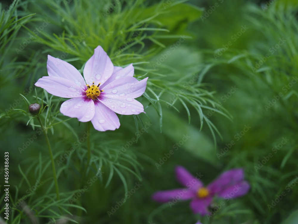 Cosmea sind wunderschön und kommen in vielfältigen Farben und ...
