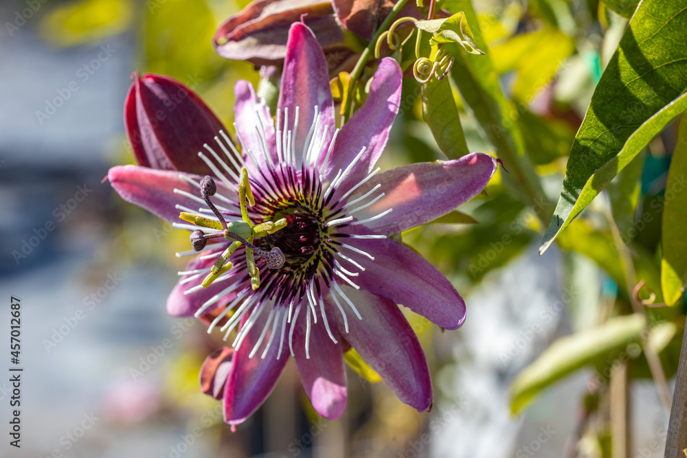 Passiflora × violacea, the violet passion flower. It's an hybrid ...