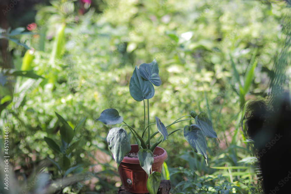 Alocasia cucullata with red pot in the garden. This plant is also known ...