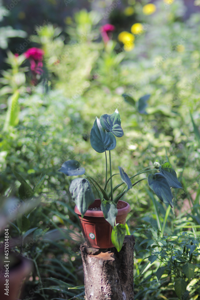 Alocasia cucullata with red pot in the garden. This plant is also known ...