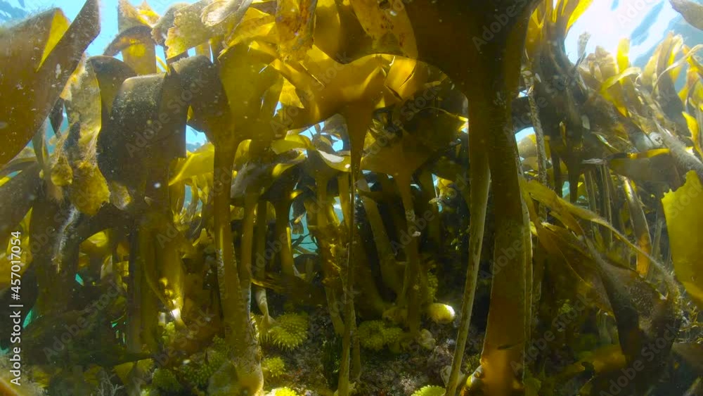 Underwater kelp forest in the ocean, algae seaweeds Furbellows ...