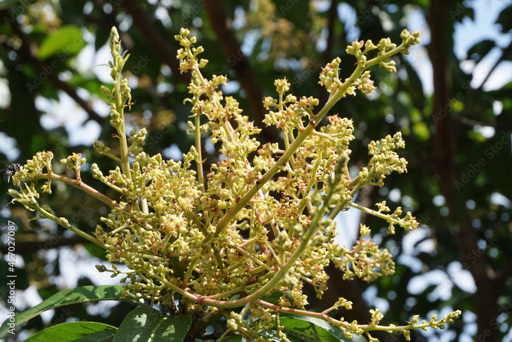 The flower of mango with a natural background Stock Photo | Adobe Stock