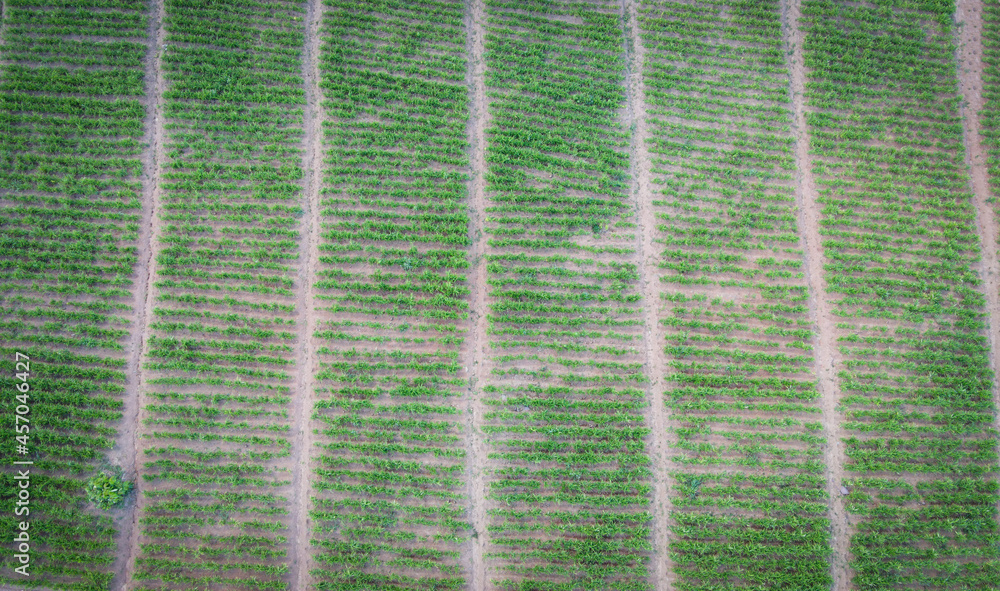 Aerial view of the plowed field green nature agricultural farm ...