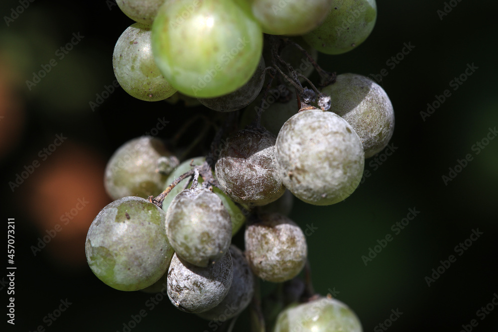 Detail of Plasmopara viticola, Mildew a plant disease on white grapes ...